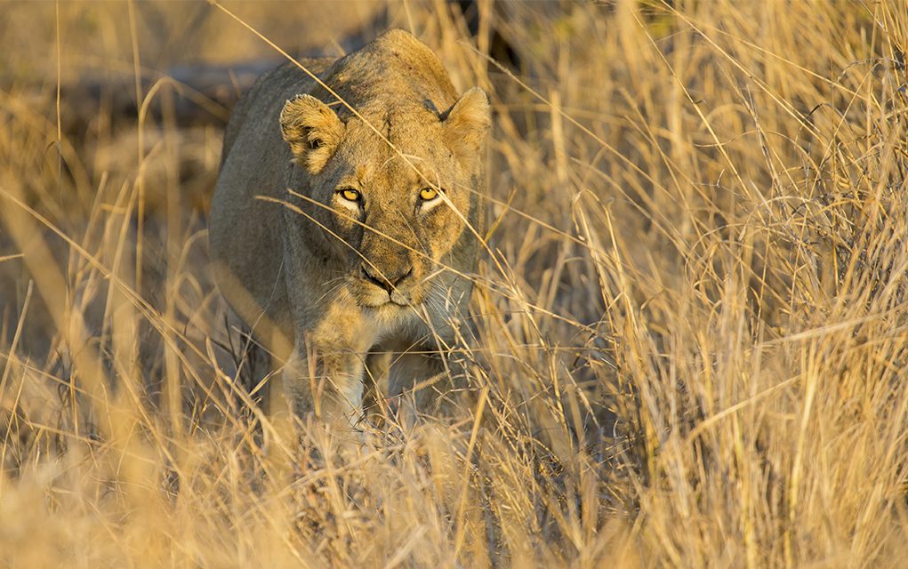 Like a Prowling Lion - outreachmagazine.com